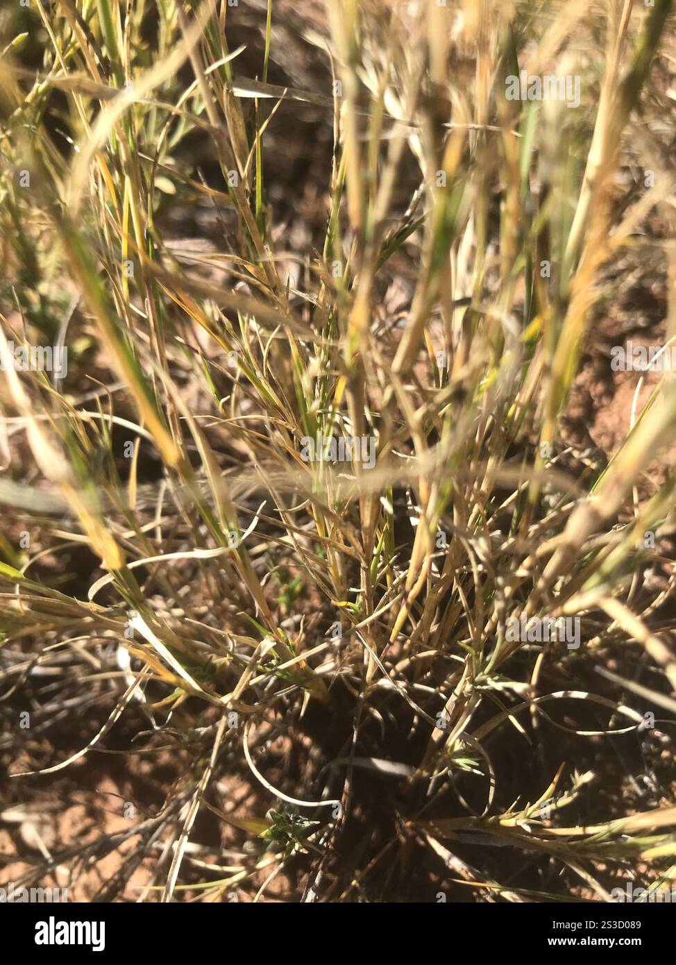 burrograss (Scleropogon brevifolius Stock Photo - Alamy