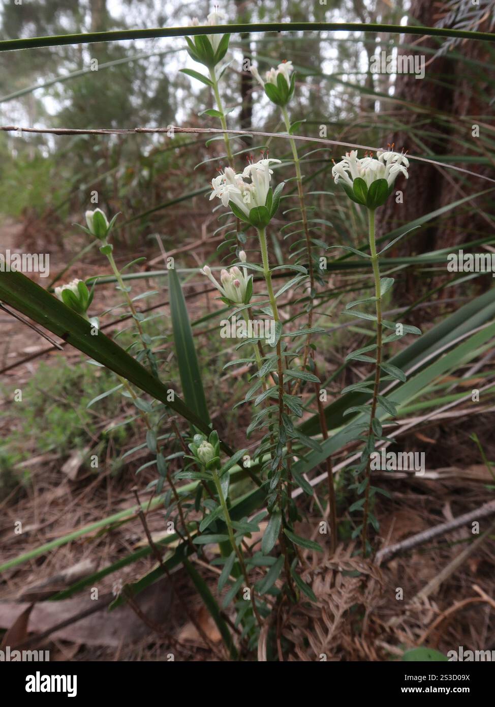 Common Rice-flower (Pimelea humilis Stock Photo - Alamy