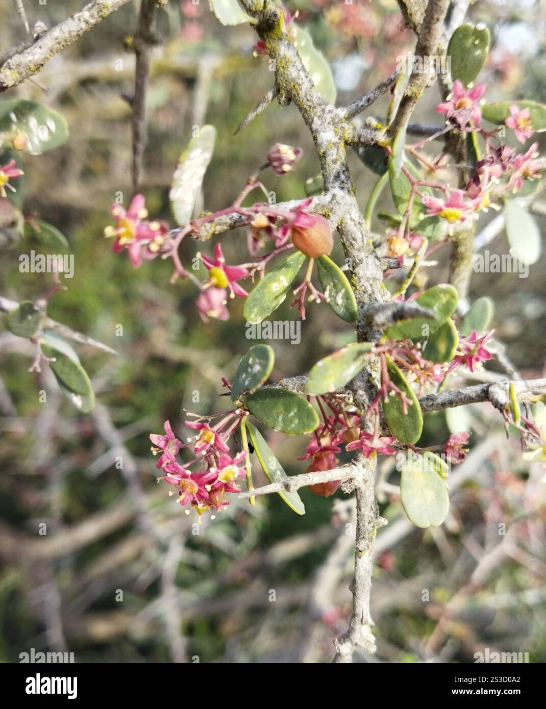 Splint Spike-Thorn (Gloveria integrifolia Stock Photo - Alamy