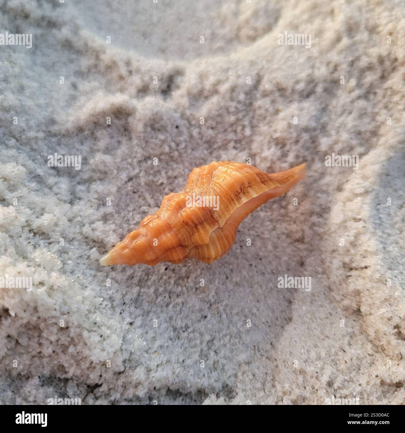 Florida Horse Conch (Triplofusus giganteus Stock Photo - Alamy