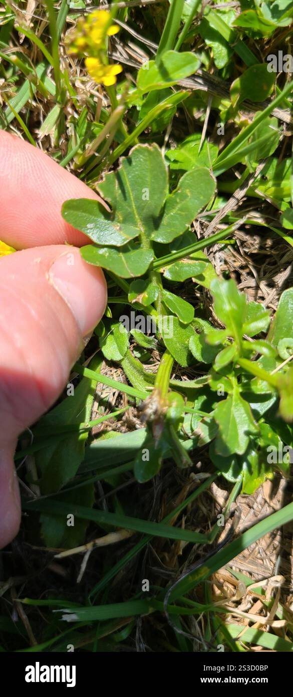 land cress (Barbarea verna Stock Photo - Alamy