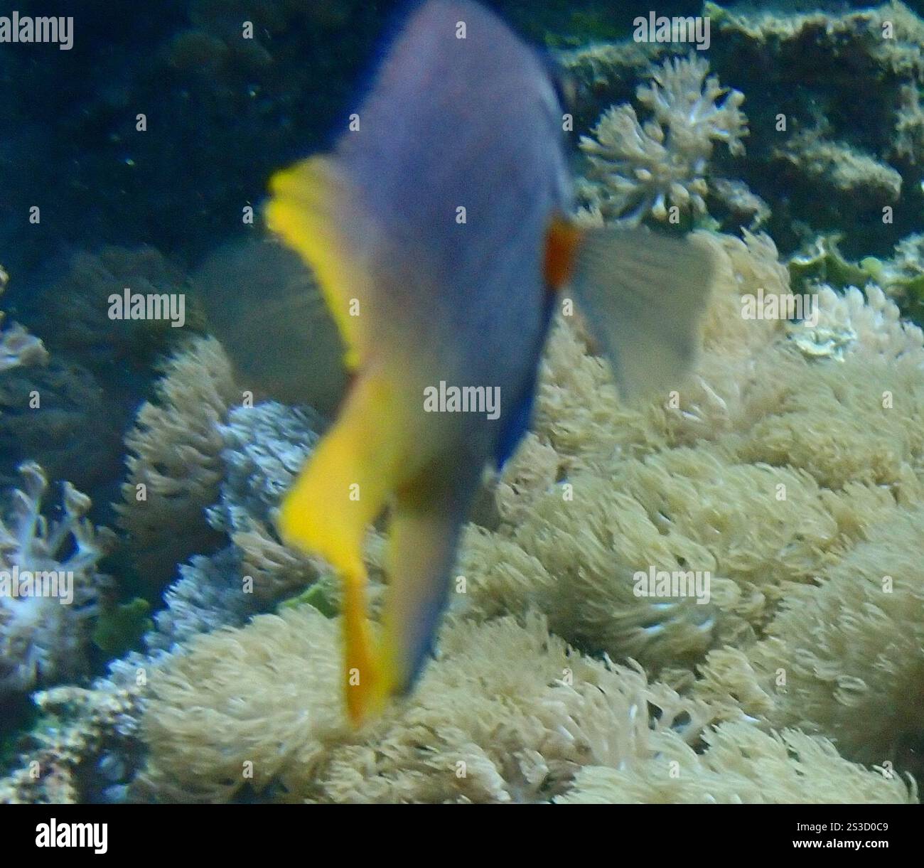 Indo-Pacific Yellowtail Damsel (Neoglyphidodon nigroris Stock Photo - Alamy