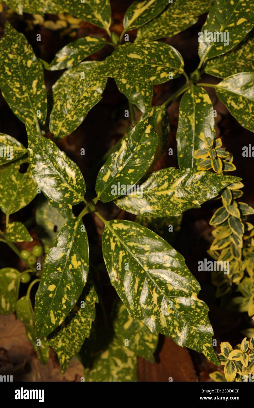 Japanese aucuba (Aucuba japonica Stock Photo - Alamy