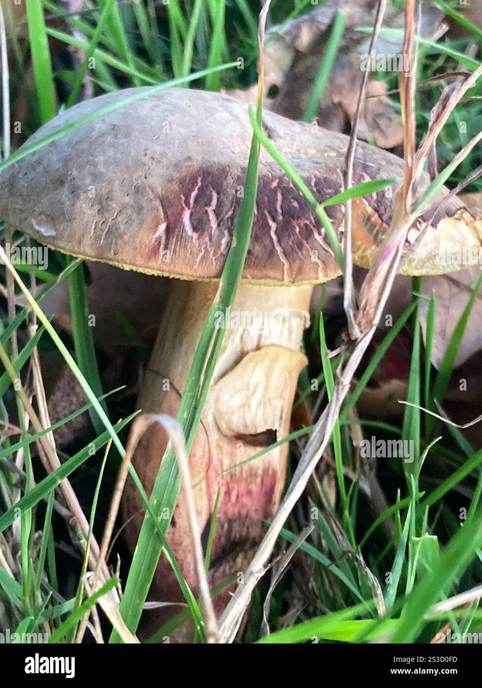 Red-cracking Bolete (Xerocomellus chrysenteron Stock Photo - Alamy