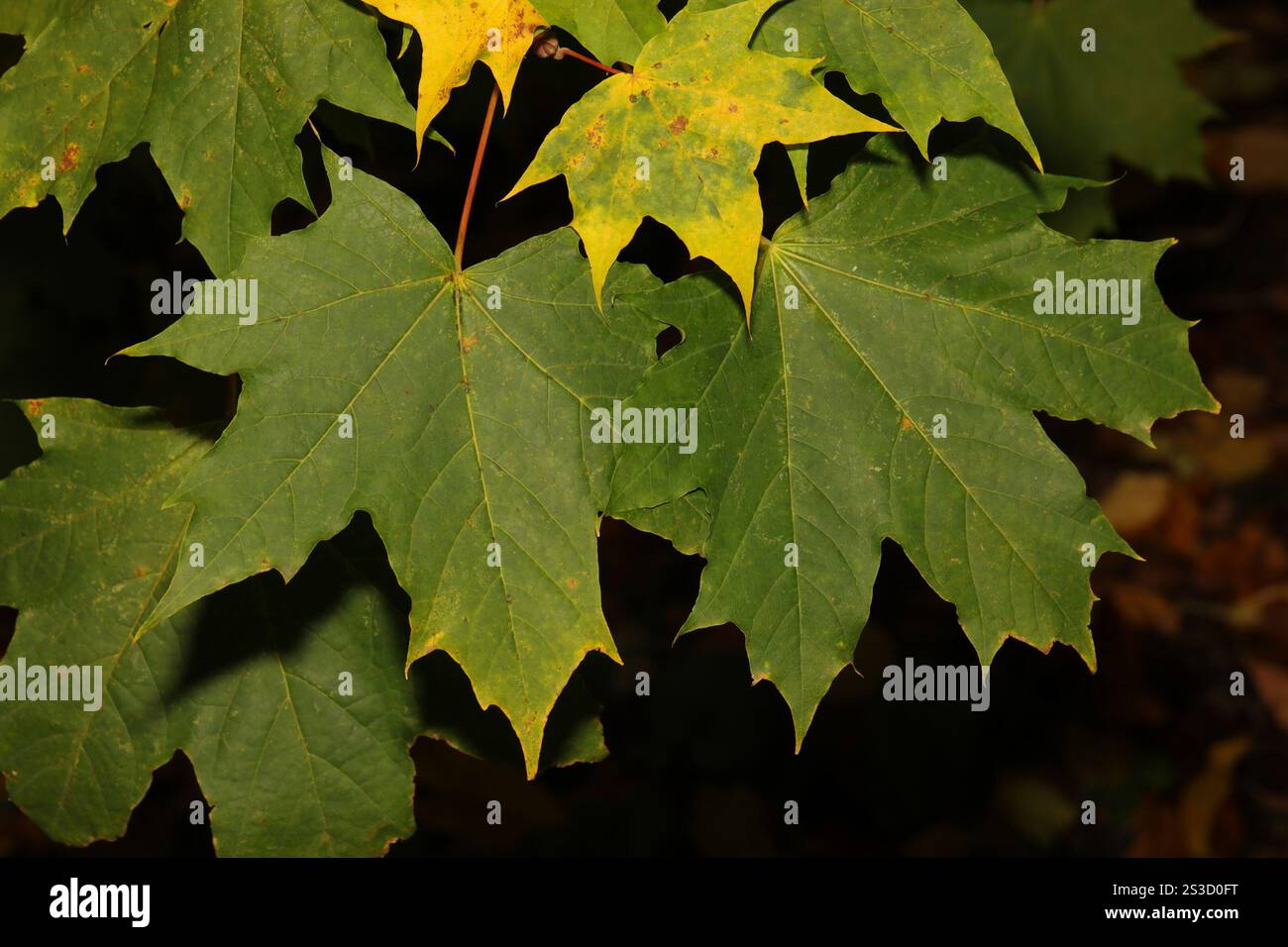 Norway maple (Acer platanoides Stock Photo - Alamy