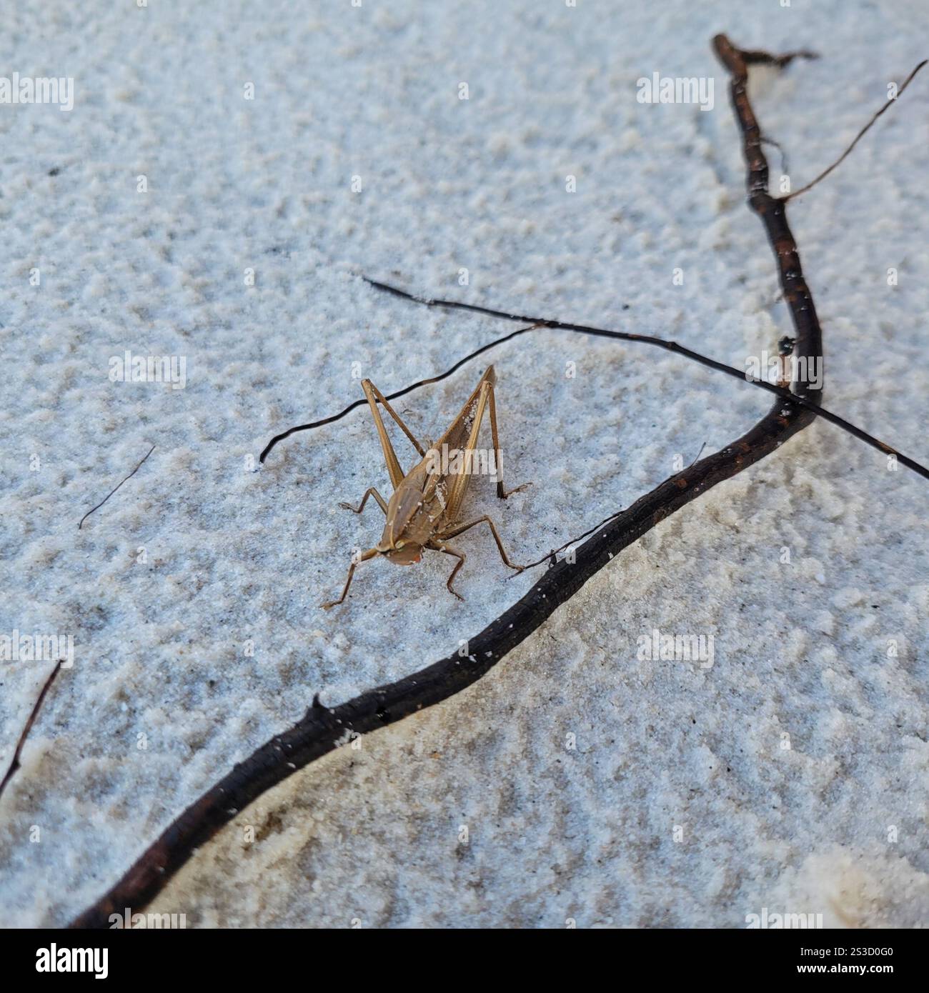 Broad-tipped Conehead (Neoconocephalus triops Stock Photo - Alamy