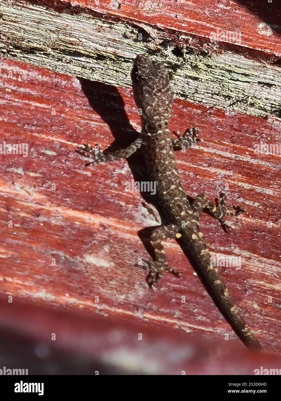 Annulated Gecko (Gonatodes annularis Stock Photo - Alamy