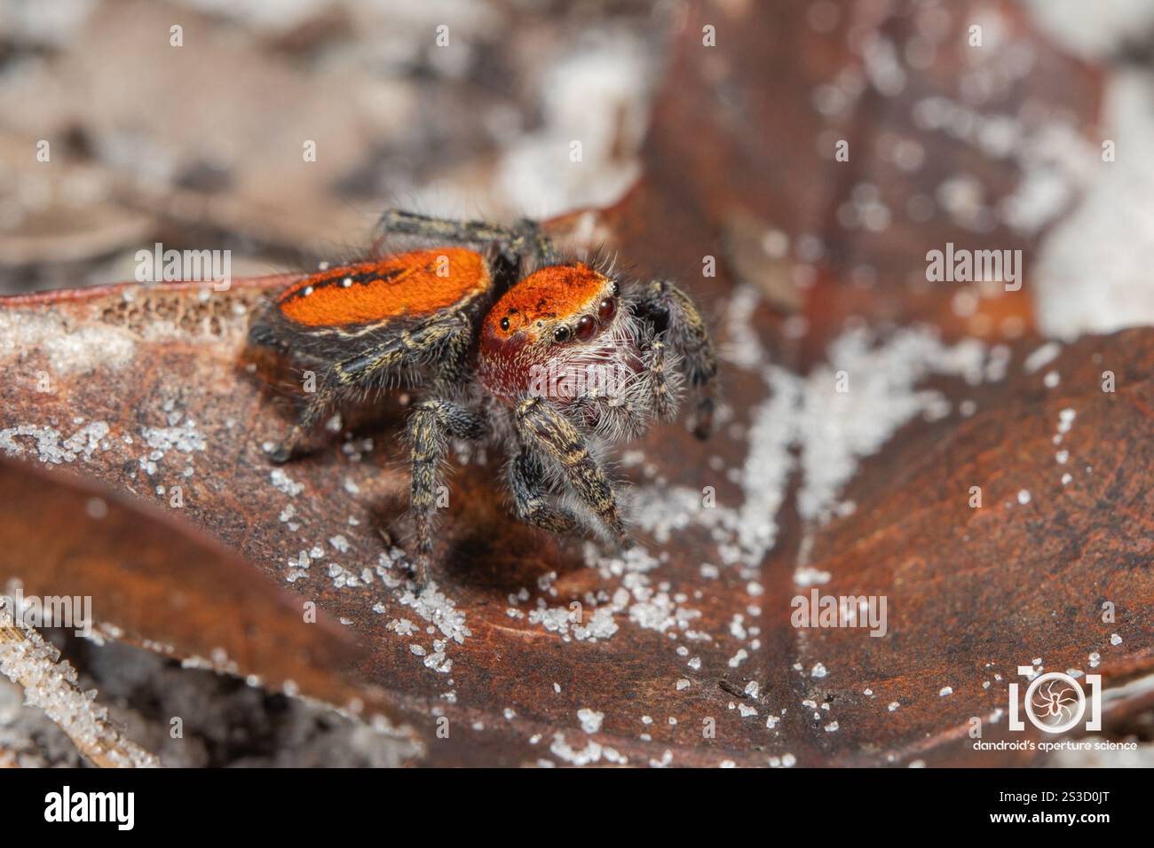 Cardinal Jumping Spider (Phidippus cardinalis Stock Photo - Alamy
