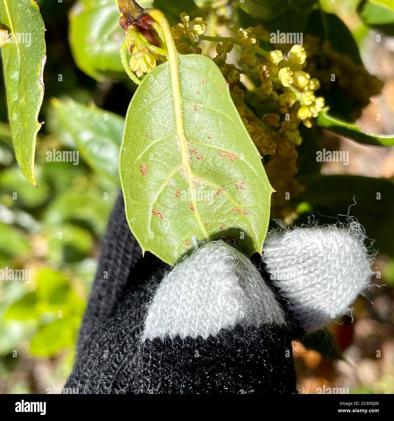 coast live oak (Quercus agrifolia Stock Photo - Alamy