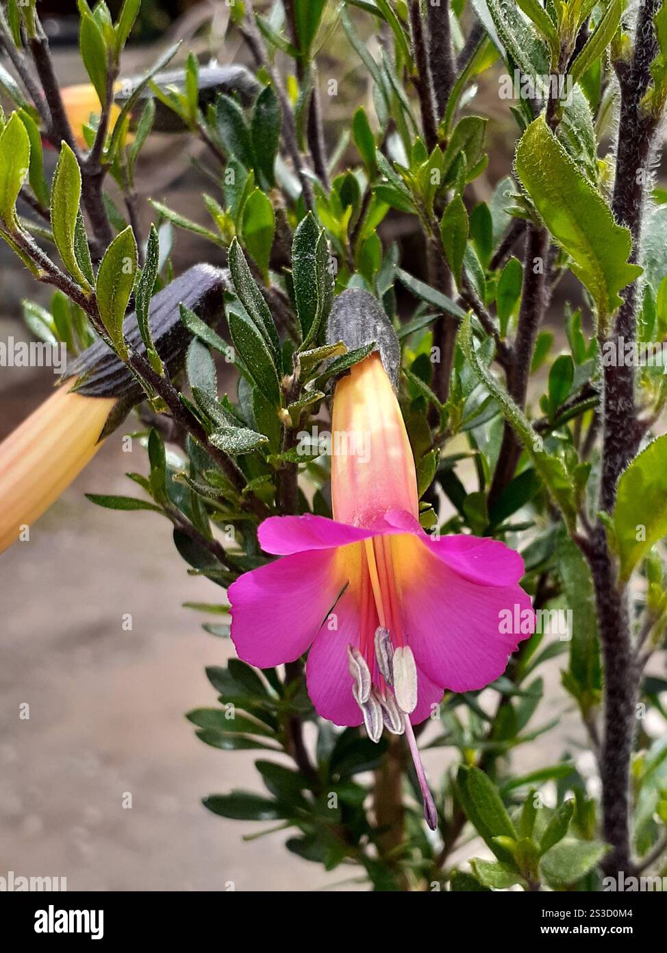 Sacred flower of the Incas (Cantua buxifolia Stock Photo - Alamy