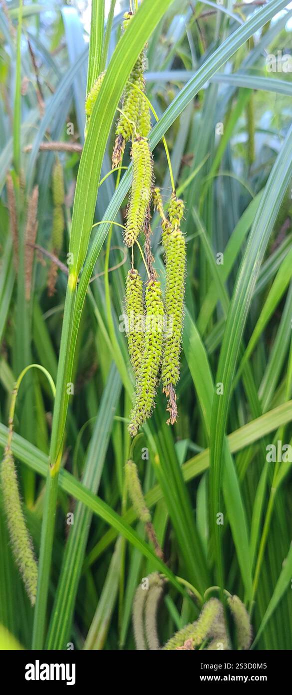 cutty grass (Carex geminata Stock Photo - Alamy