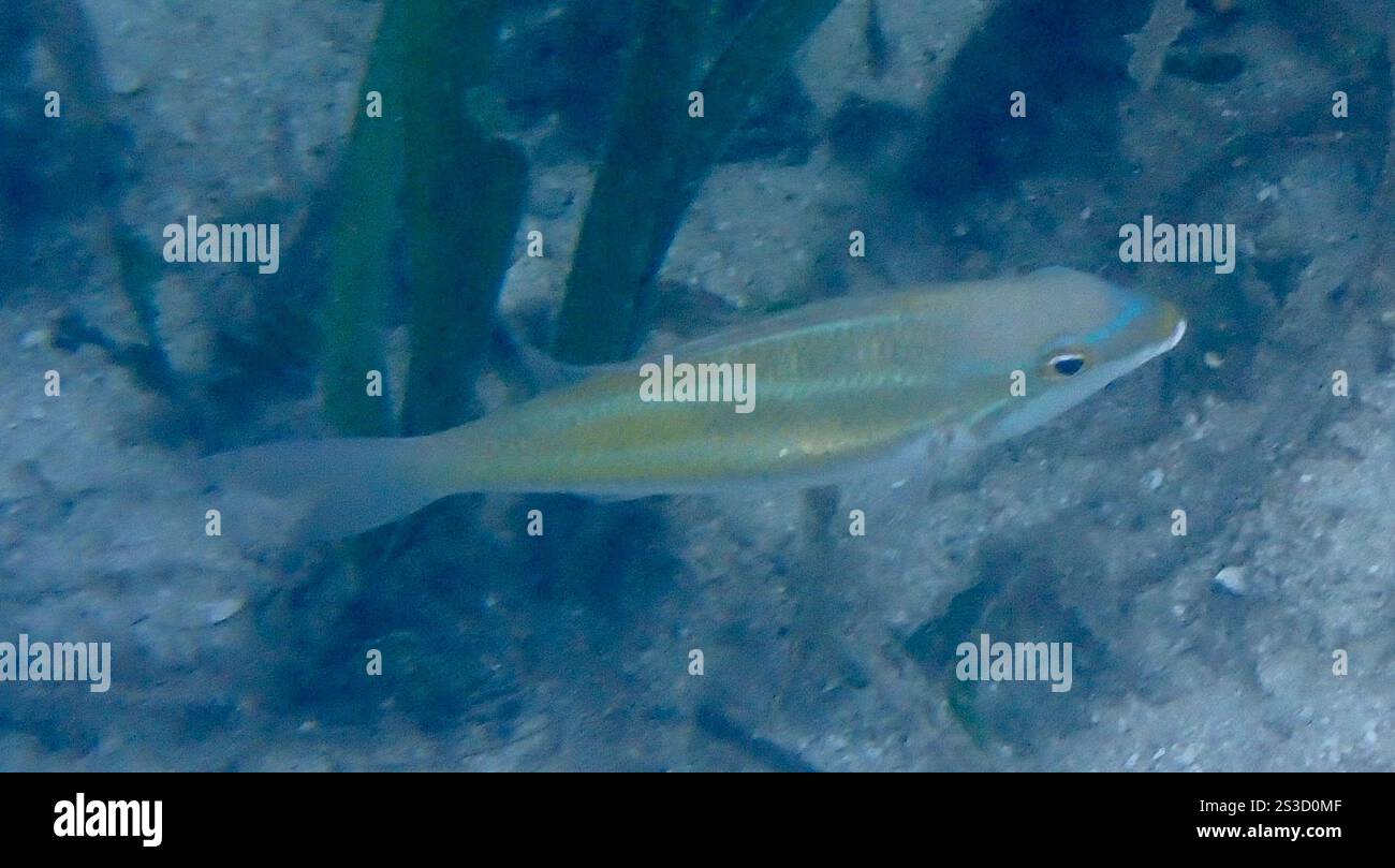 Three-striped Whiptail (Pentapodus trivittatus Stock Photo - Alamy