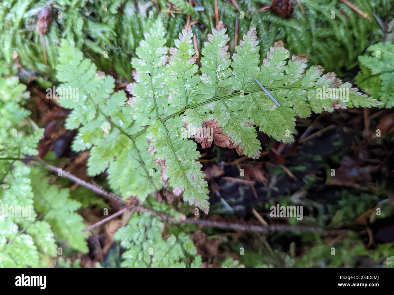 spreading wood fern (Dryopteris expansa Stock Photo - Alamy