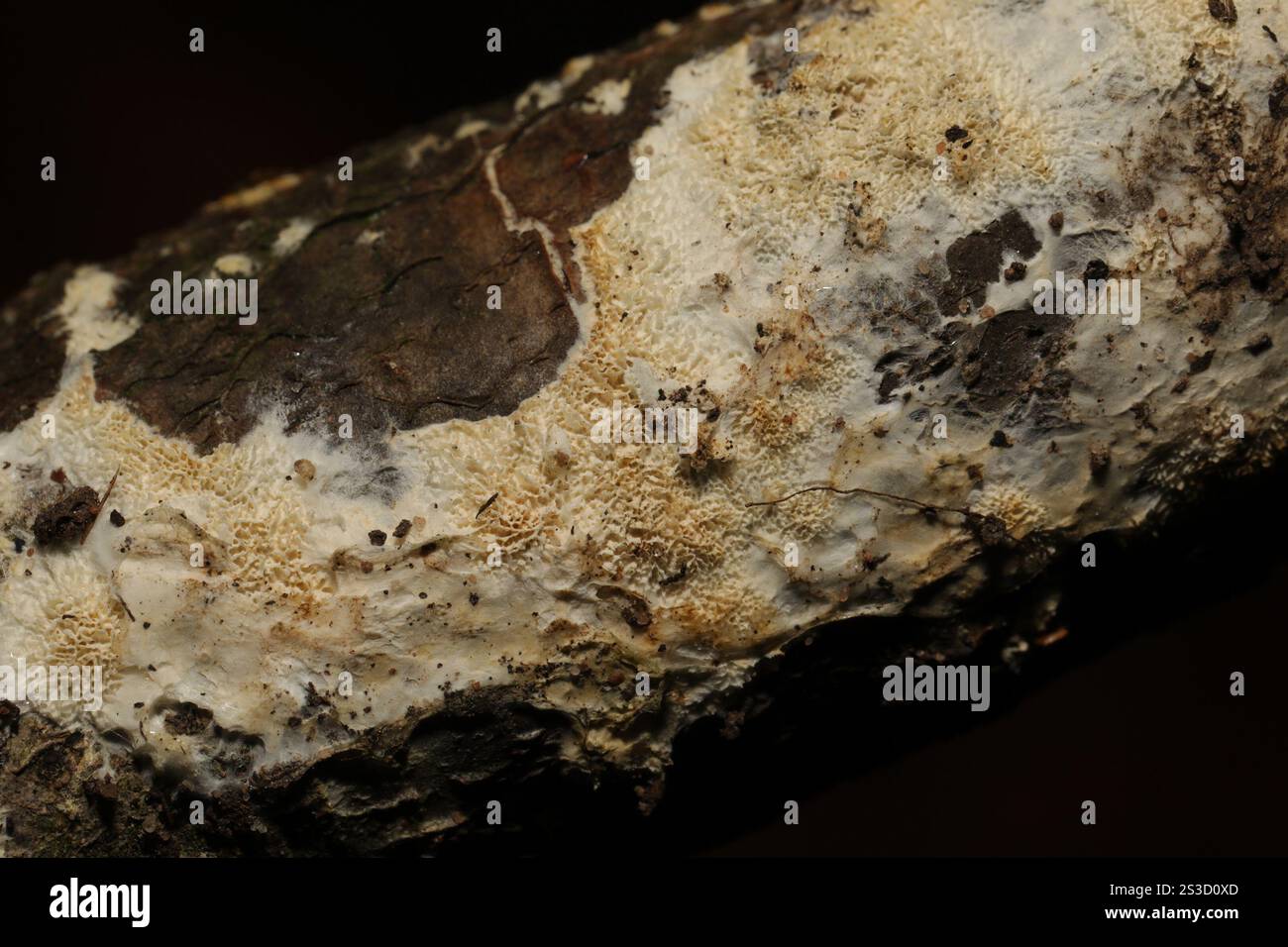 split porecrust (Xylodon paradoxus Stock Photo - Alamy