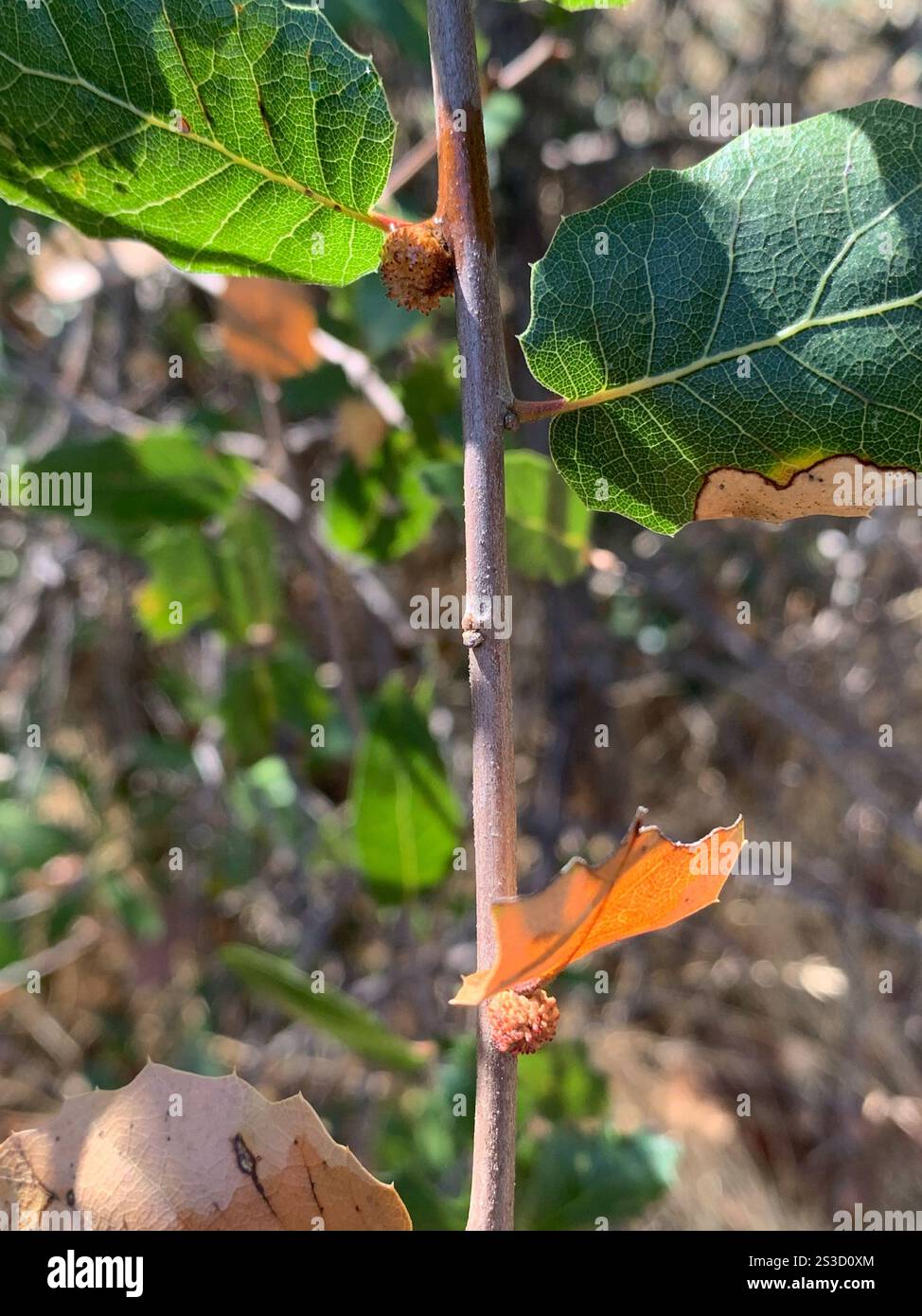 Live Oak Apple Gall Wasp (Amphibolips quercuspomiformis Stock Photo - Alamy
