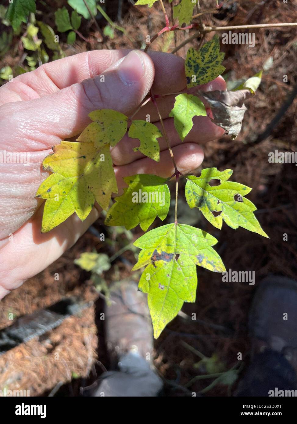 peppervine (Nekemias arborea Stock Photo - Alamy