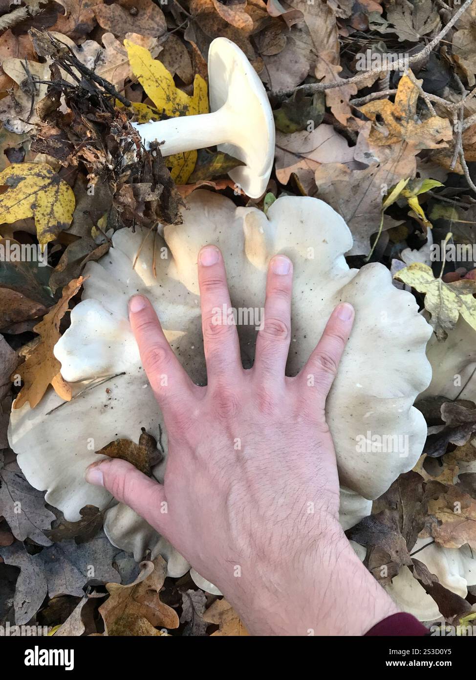 Cloudy Clitocybe (Clitocybe nebularis Stock Photo - Alamy