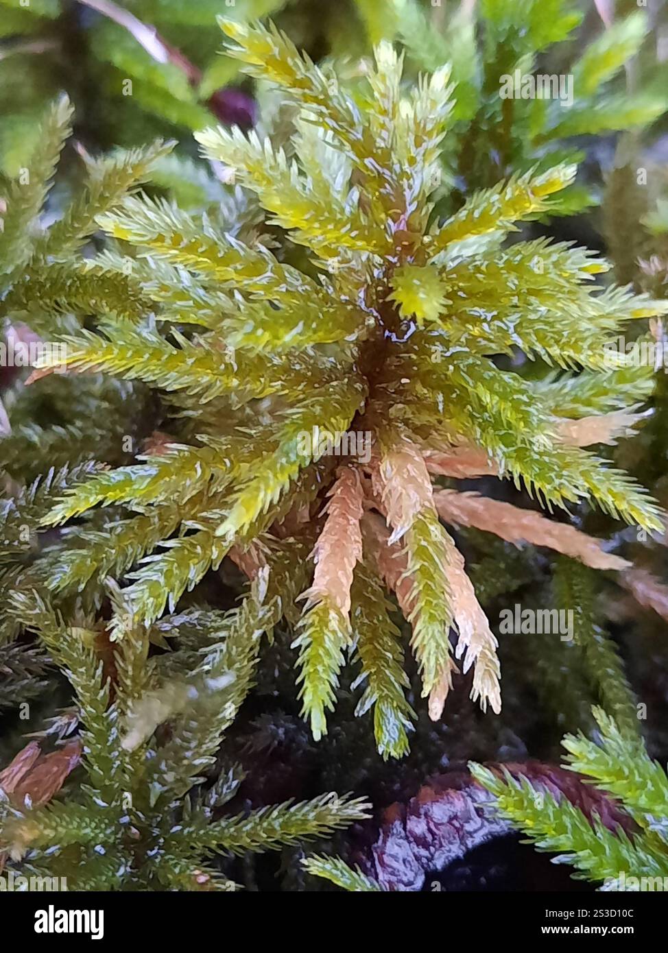 Climacium Mosses (Climacium Stock Photo - Alamy