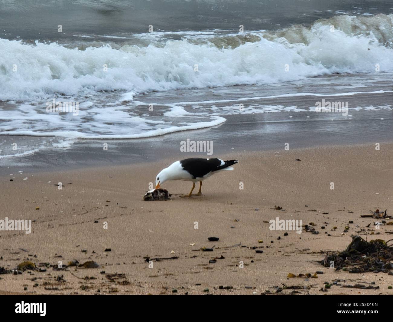 Southern Black-backed Gull (Larus dominicanus dominicanus Stock Photo ...