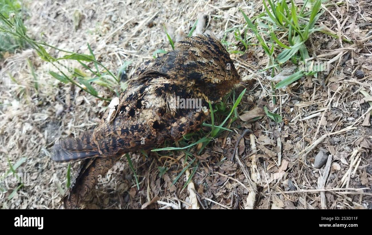 Rufous Nightjar (Antrostomus rufus Stock Photo - Alamy