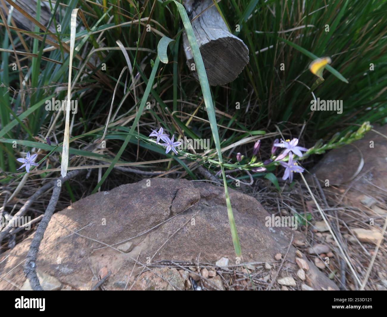 blue grass lily (Caesia calliantha Stock Photo - Alamy