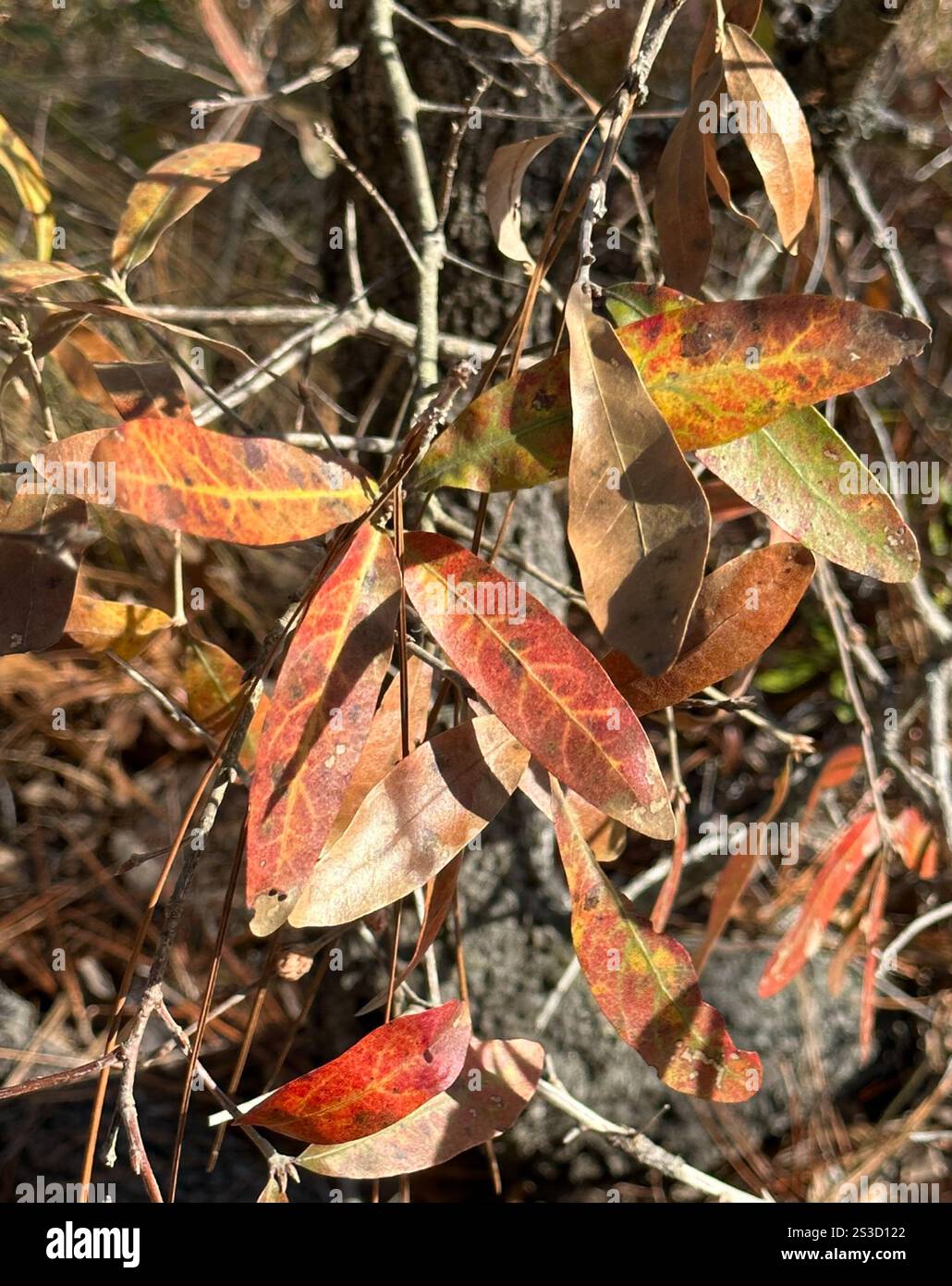 bluejack oak (Quercus incana Stock Photo - Alamy