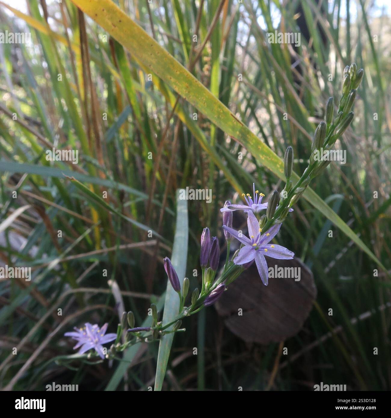 blue grass lily (Caesia calliantha Stock Photo - Alamy