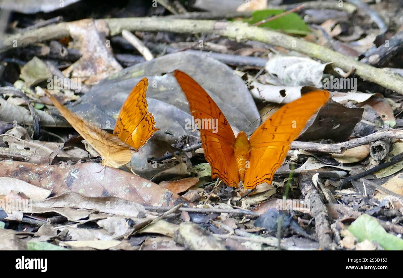 (Vindula dejone celebensis Stock Photo - Alamy