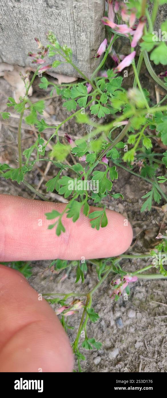 common ramping-fumitory (Fumaria muralis Stock Photo - Alamy