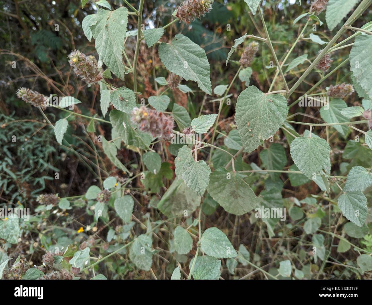 Indian Valley false mallow (Malvastrum americanum Stock Photo - Alamy