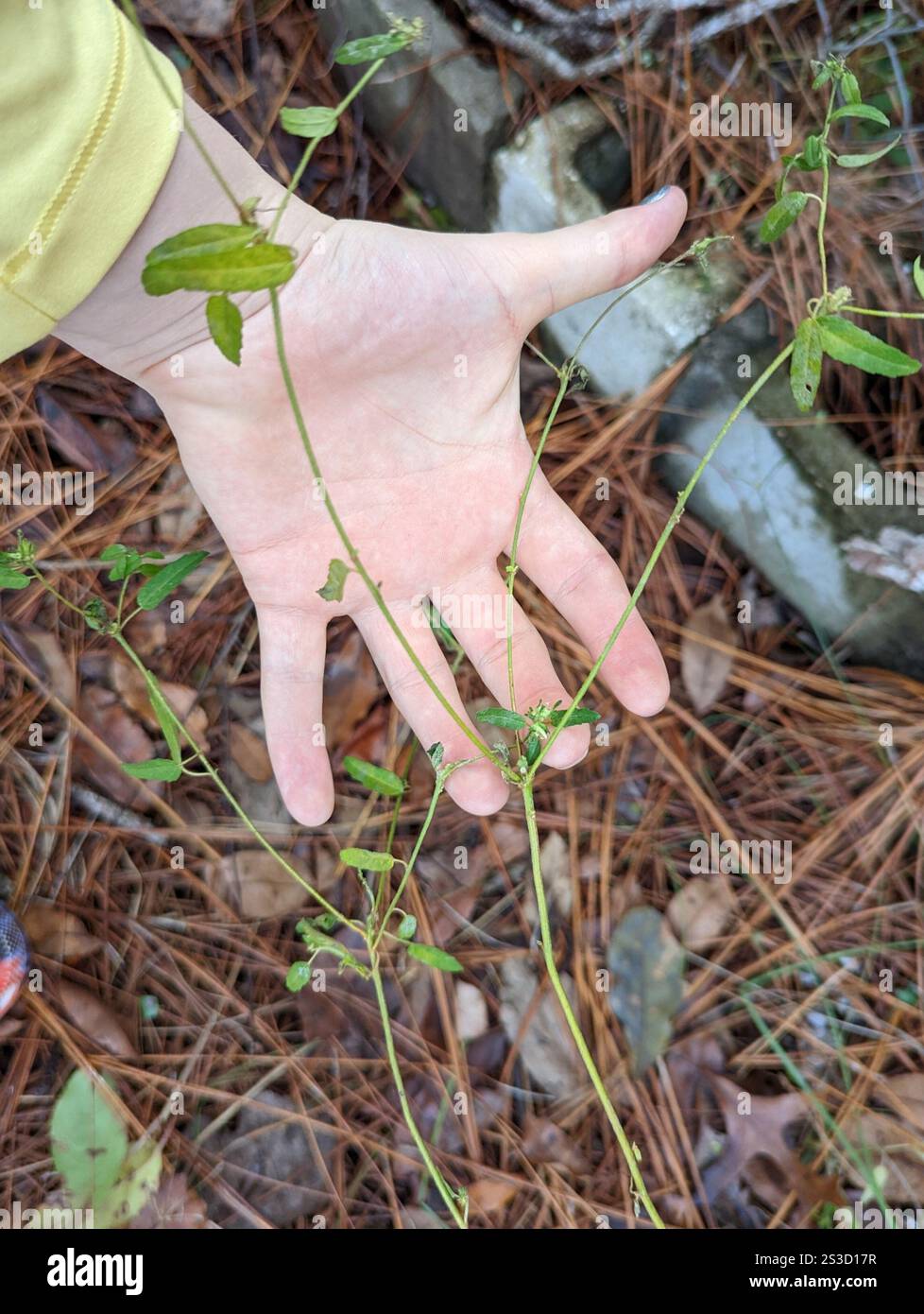 sand croton (Croton glandulosus septentrionalis Stock Photo - Alamy