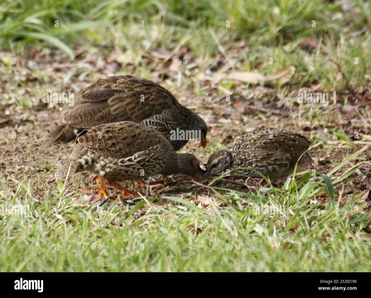 Natal Spurfowl (Pternistis natalensis Stock Photo - Alamy
