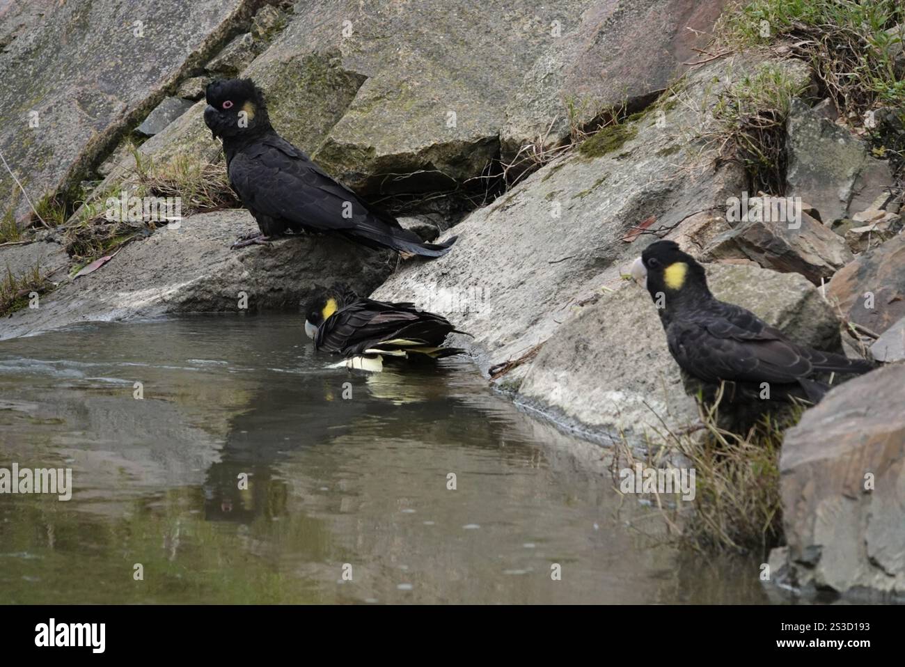 Yellow-tailed Black Cockatoo (Zanda funerea Stock Photo - Alamy
