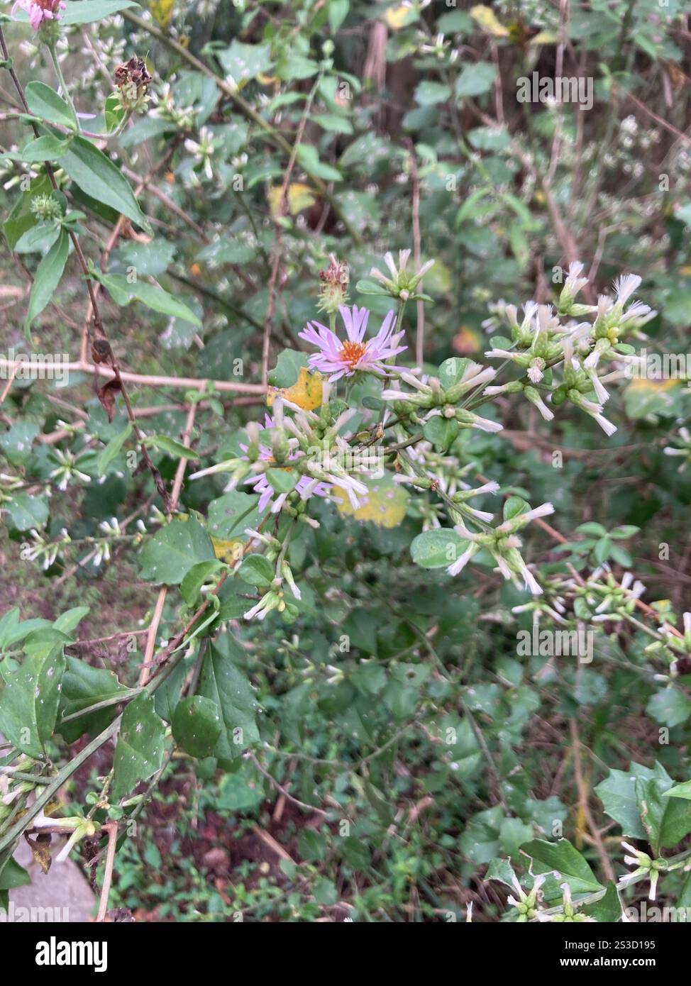 Climbing Aster (Ampelaster carolinianus Stock Photo - Alamy