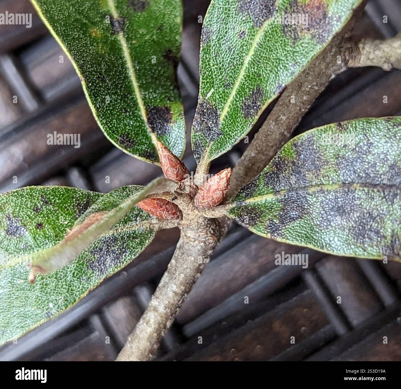 bluejack oak (Quercus incana Stock Photo - Alamy