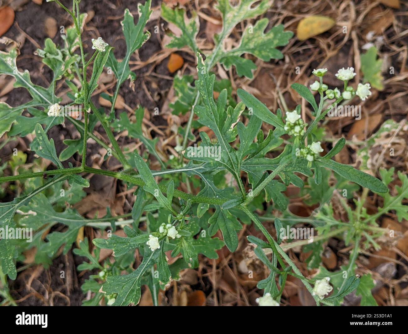 Santa Maria feverfew (Parthenium hysterophorus Stock Photo - Alamy