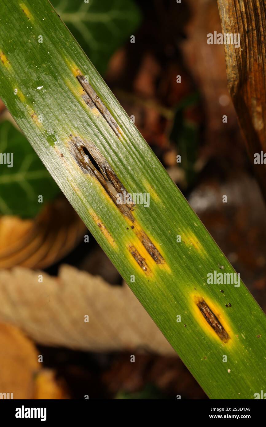 iris rust (Puccinia iridis Stock Photo - Alamy