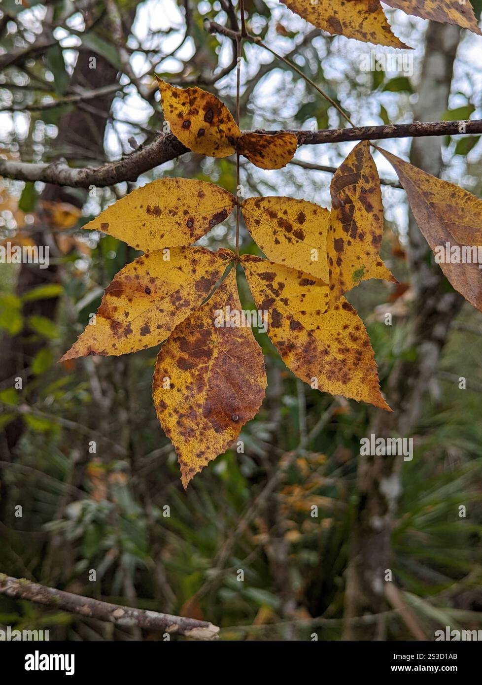 Scrub Hickory (Carya floridana Stock Photo - Alamy