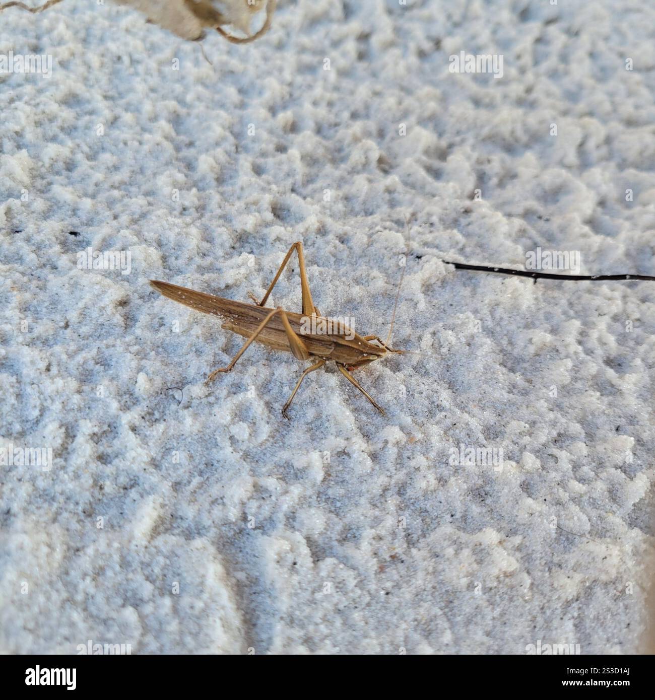 Broad-tipped Conehead (Neoconocephalus triops Stock Photo - Alamy