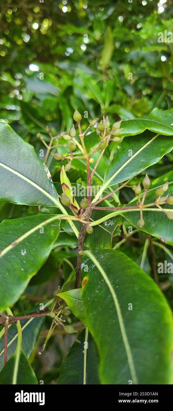 tarata (Pittosporum eugenioides Stock Photo - Alamy