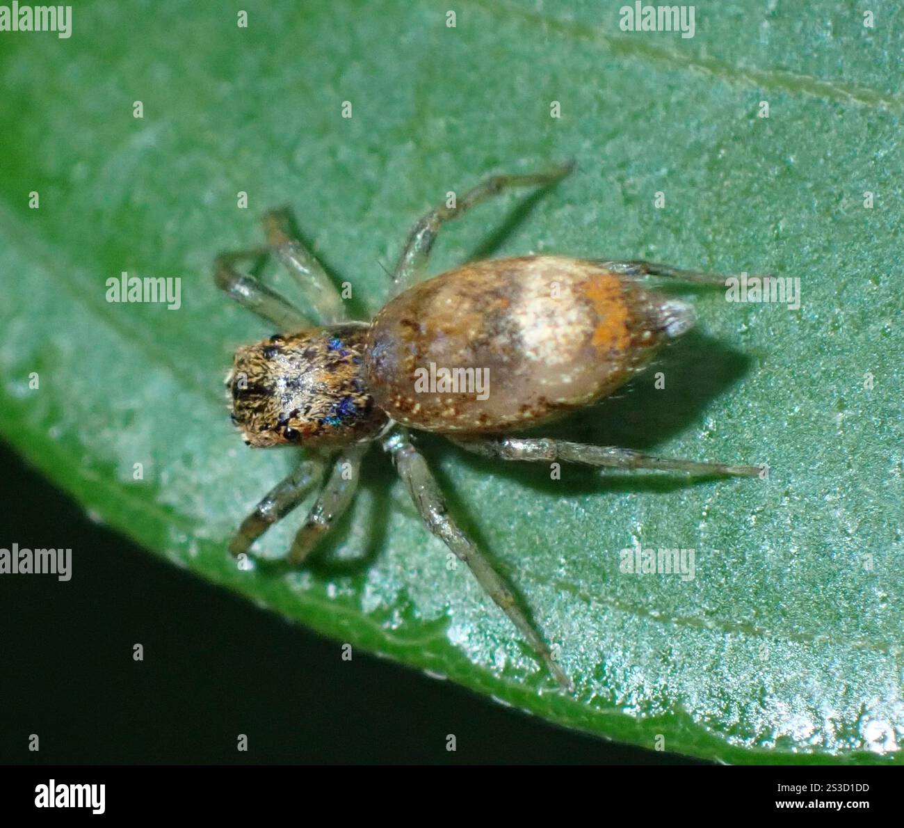 Iridescent Jumping Spiders (Cosmophasis Stock Photo - Alamy
