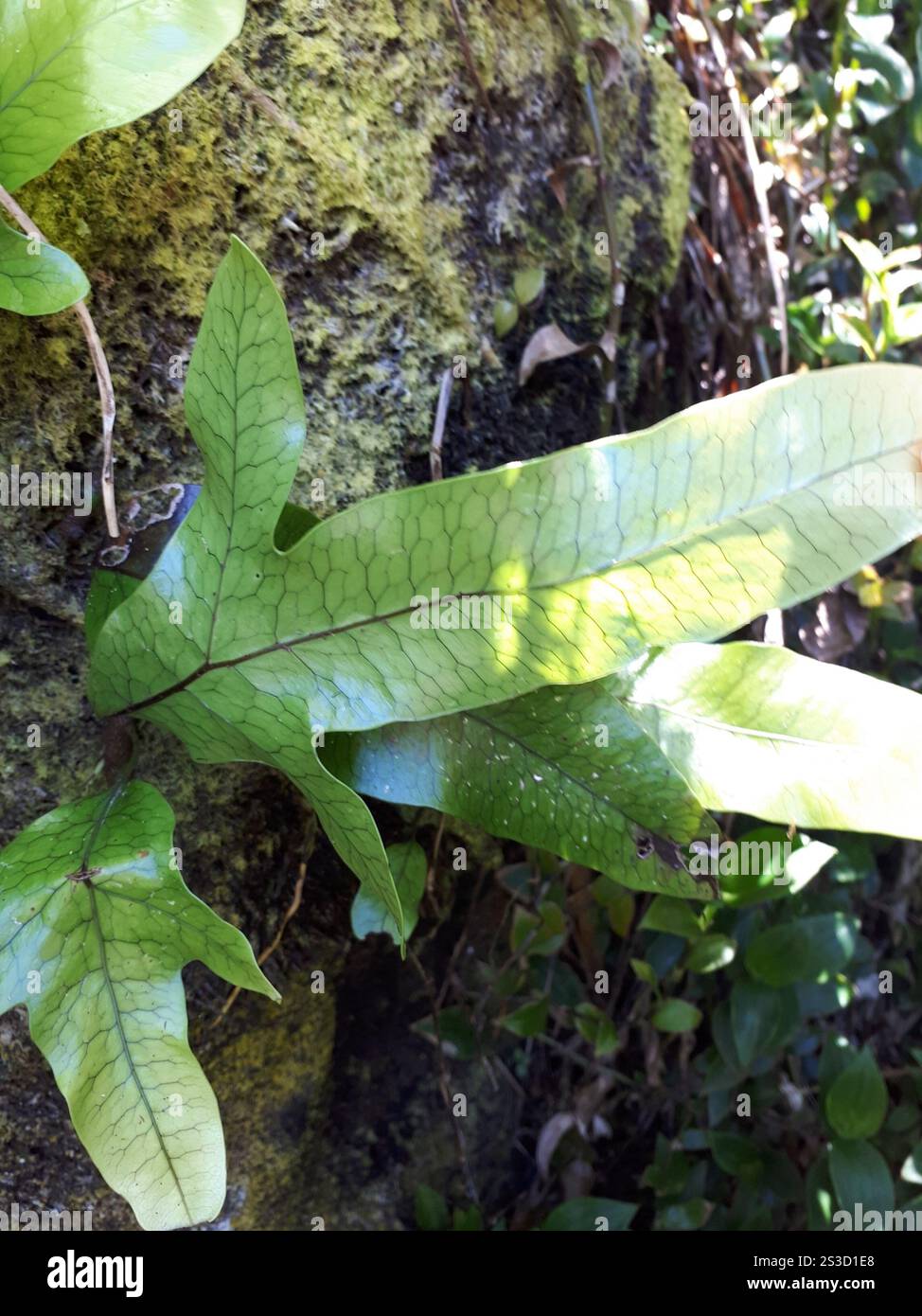 hound's tongue fern (Microsorum pustulatum Stock Photo - Alamy