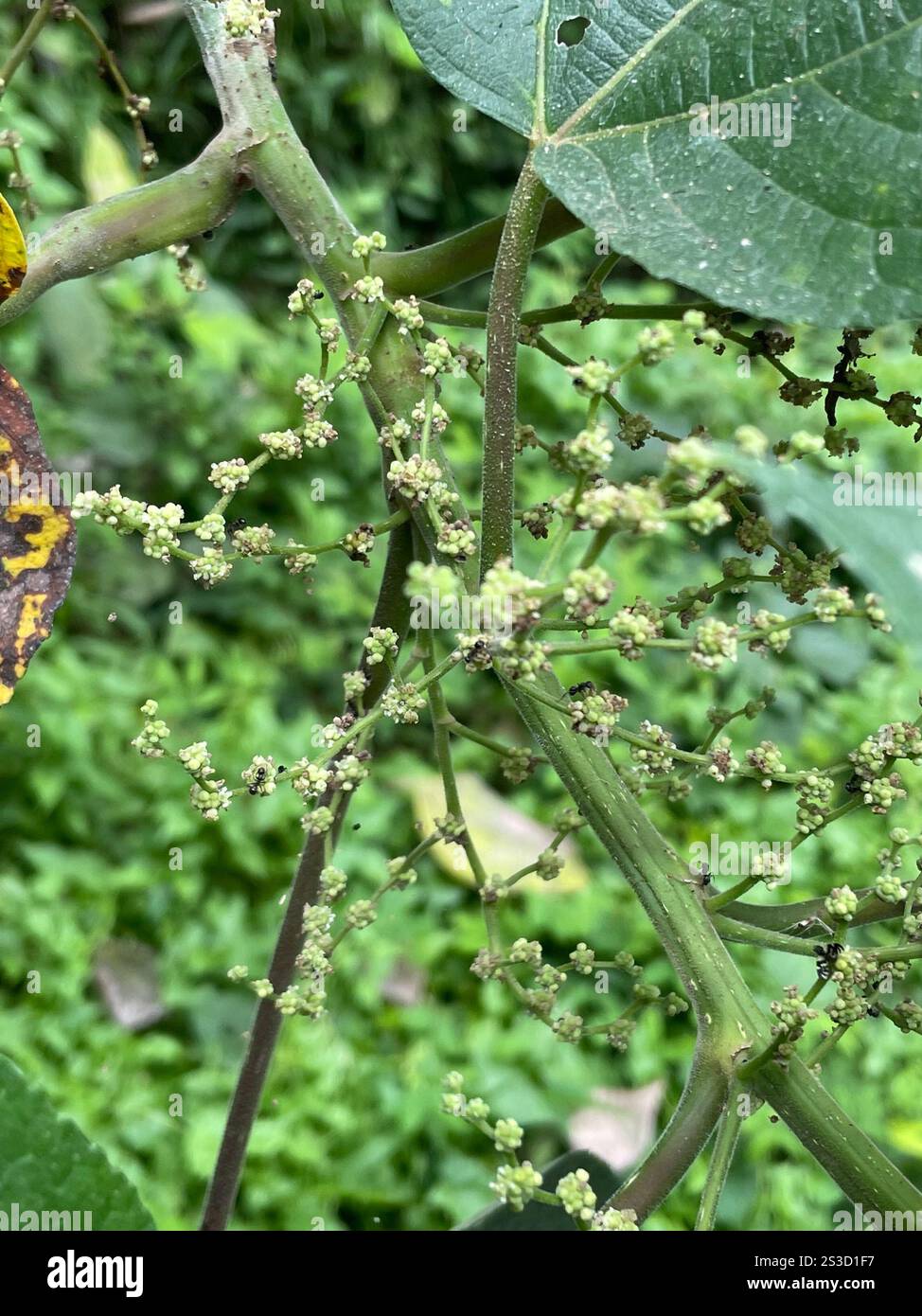 nettle family (Urticaceae Stock Photo - Alamy