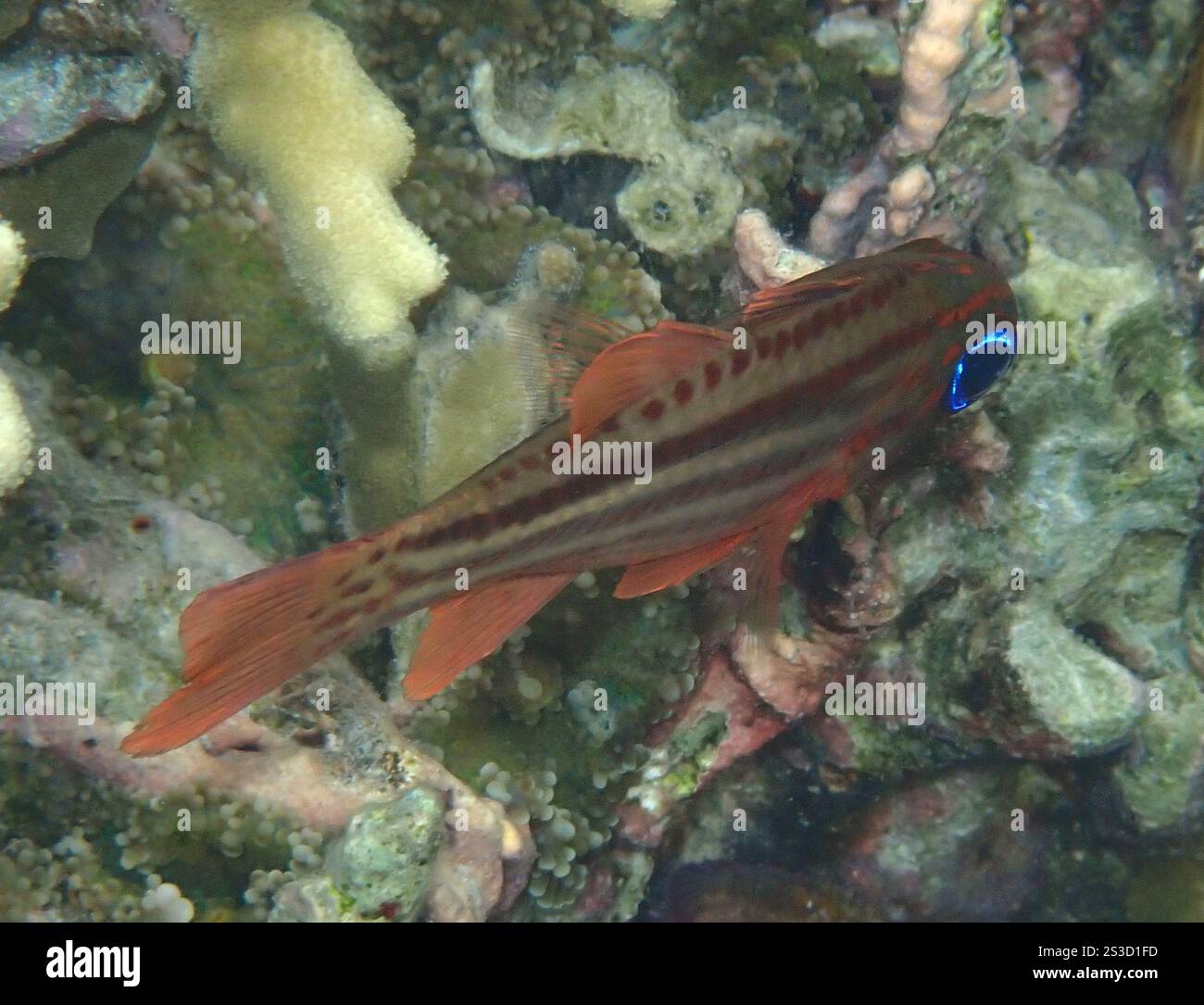 Blue-eye Cardinalfish (Ostorhinchus compressus Stock Photo - Alamy