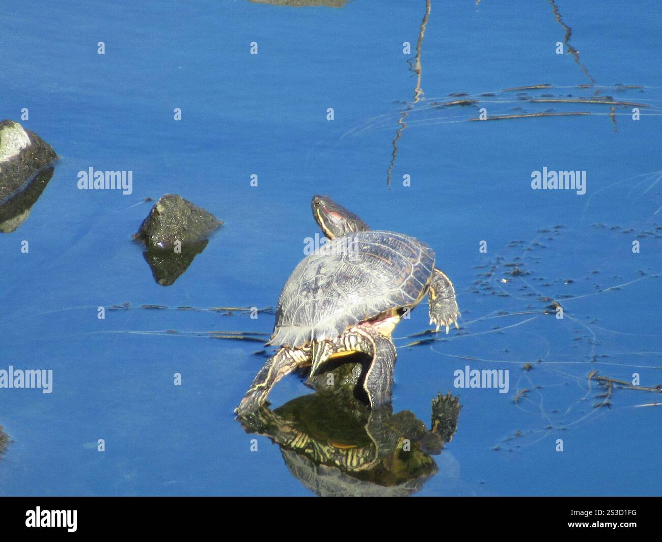 Pond Slider (Trachemys scripta Stock Photo - Alamy