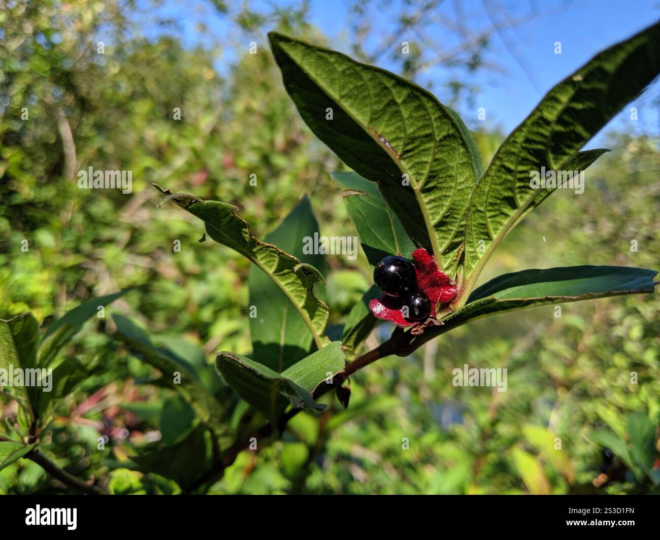 twinberry honeysuckle (Lonicera involucrata Stock Photo - Alamy