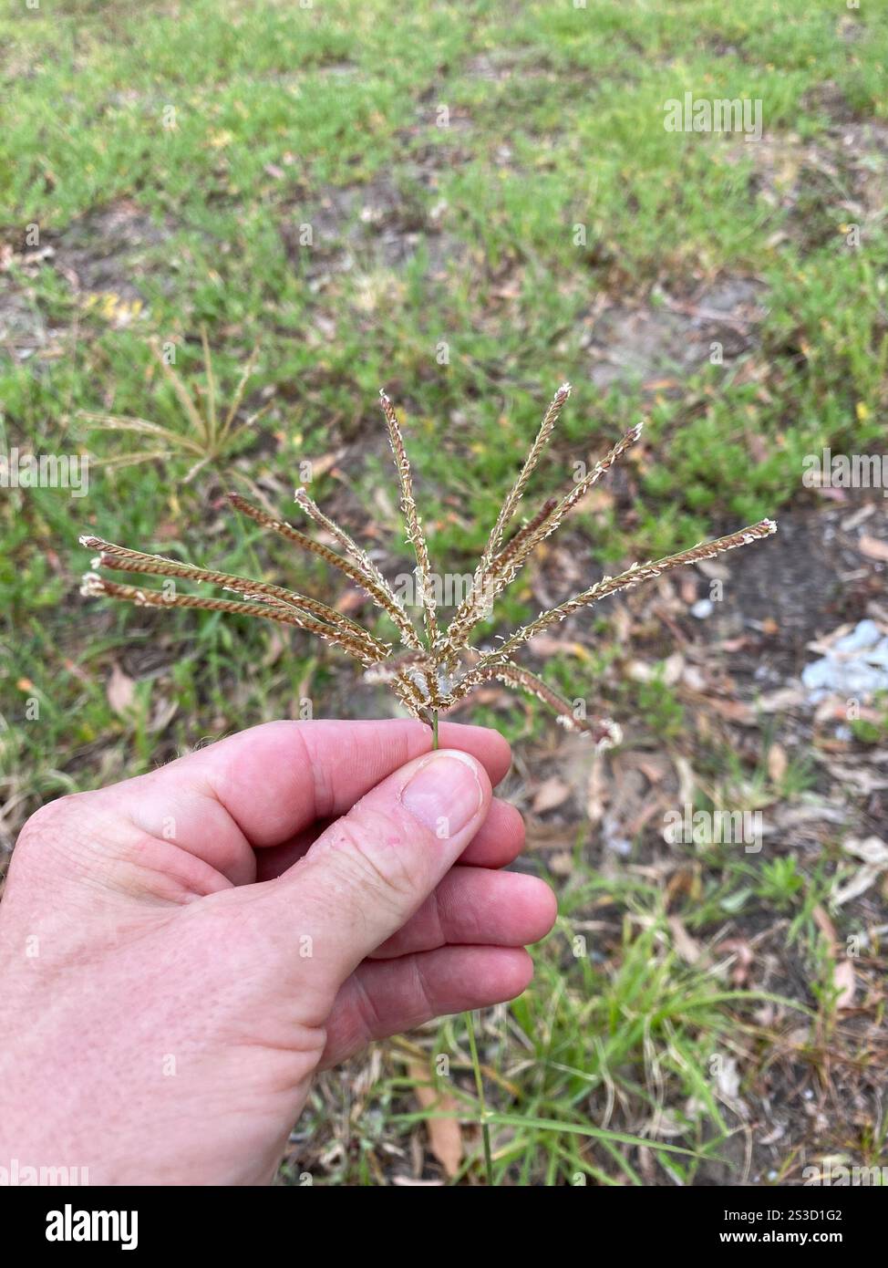 Rhodes Grass (Chloris gayana Stock Photo - Alamy