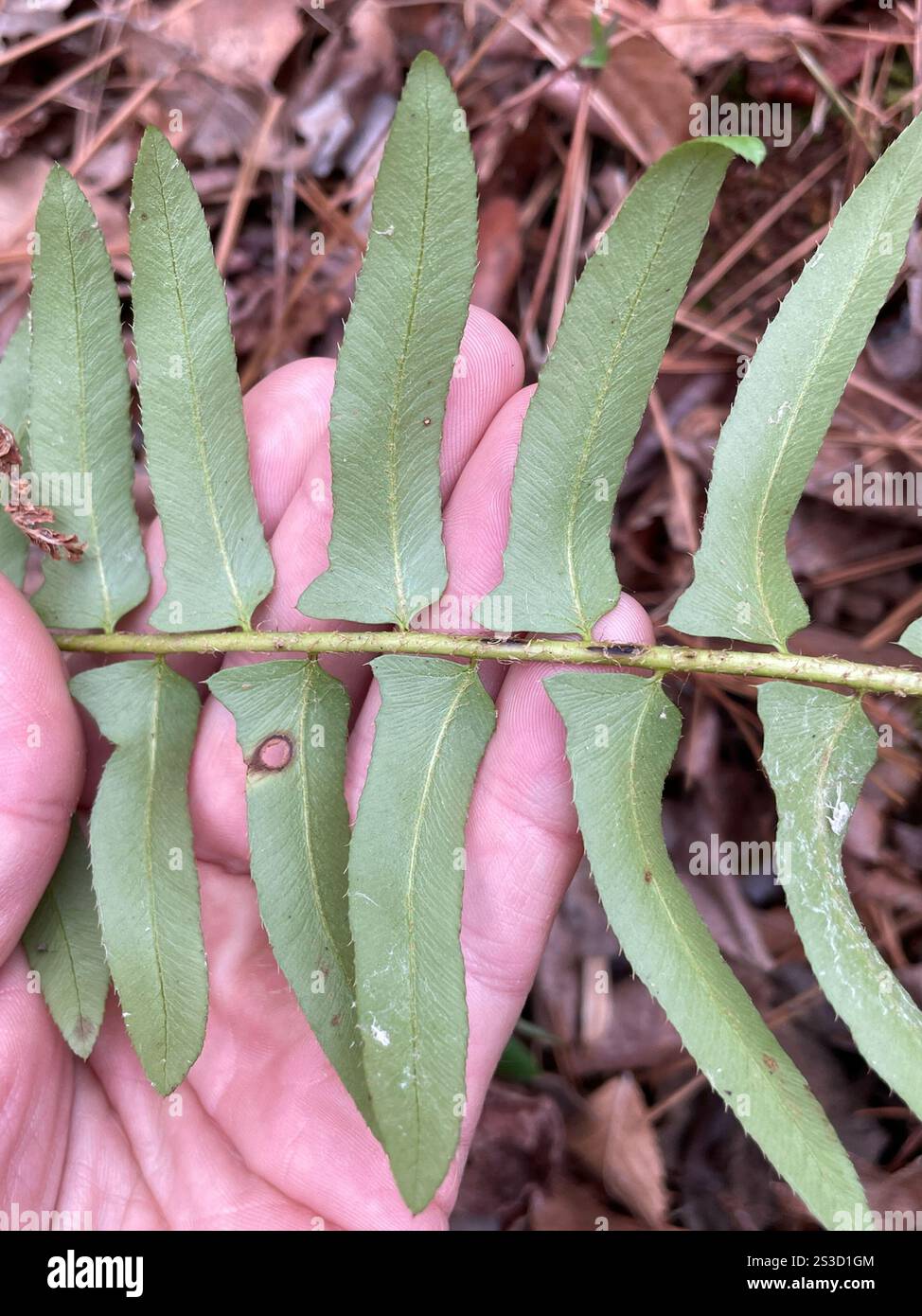 Christmas fern (Polystichum acrostichoides Stock Photo - Alamy
