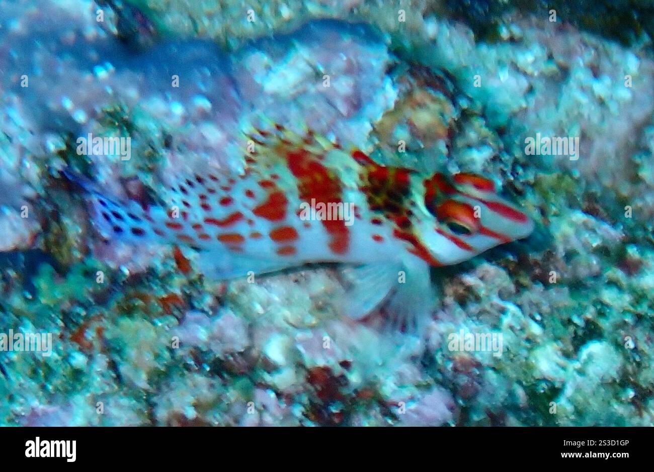 Dwarf Hawkfish (Cirrhitichthys falco Stock Photo - Alamy