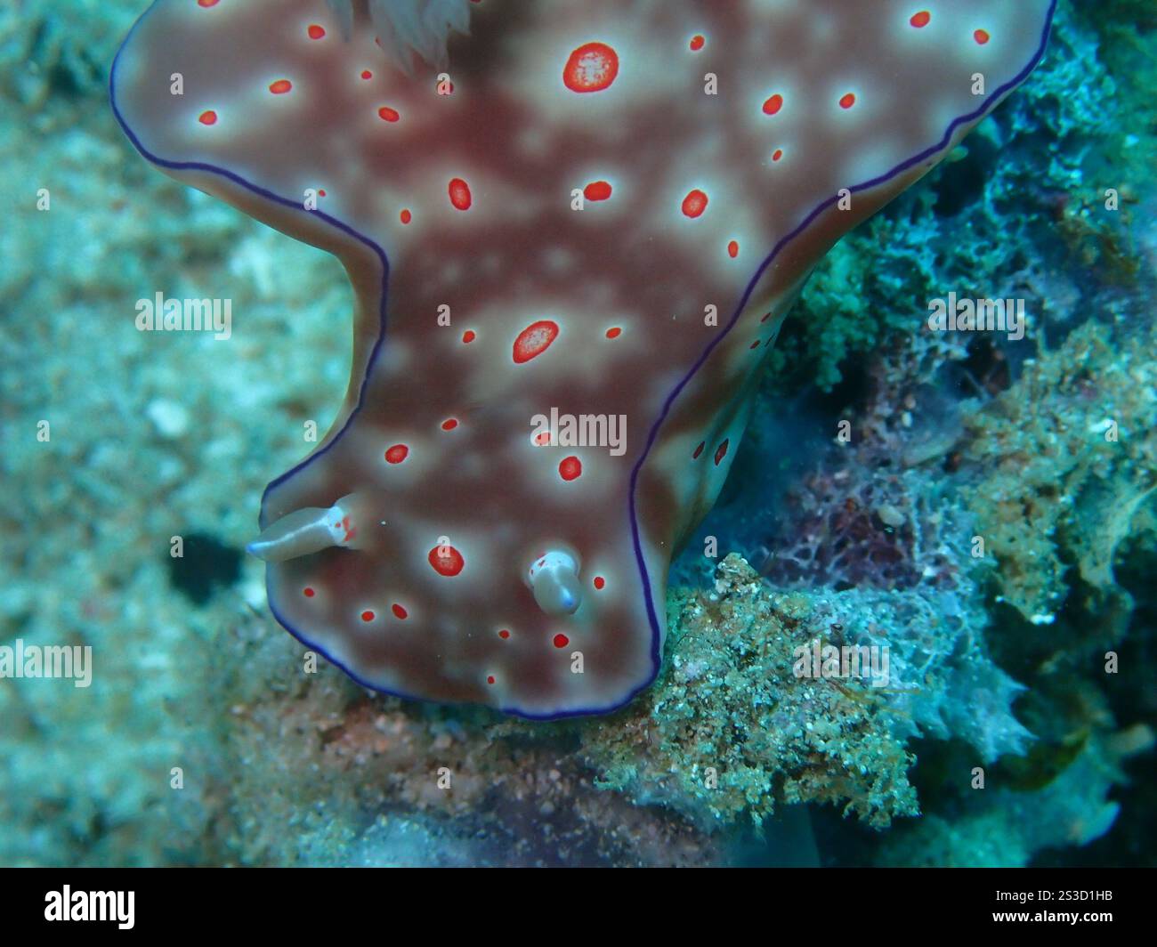 Three-lobed T-bar Nudibranch (Ceratosoma trilobatum Stock Photo - Alamy